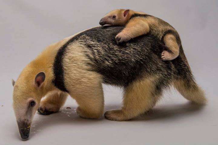 Cute Baby Anteater