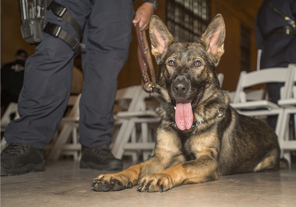 Photos: Meet The MTA Police's Newest K9 Graduates - Gothamist