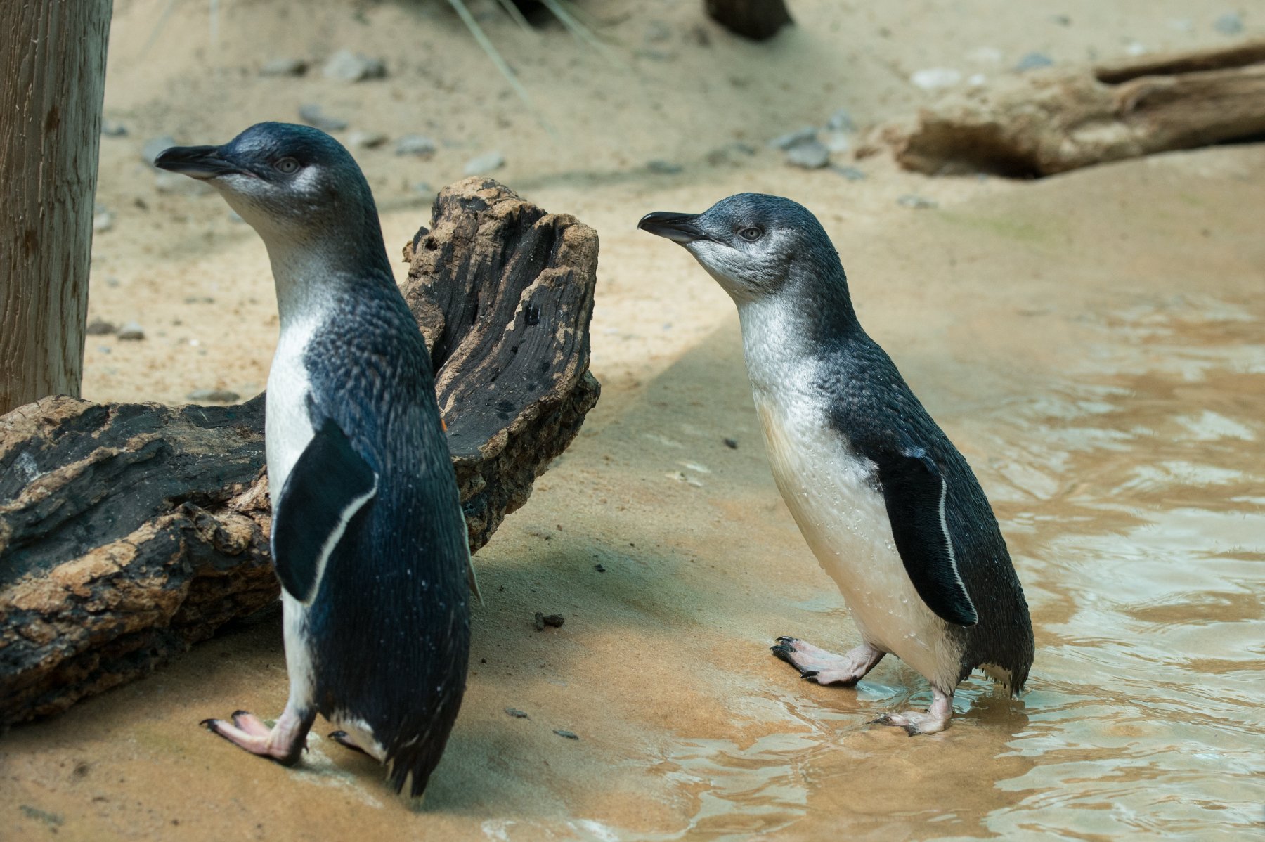 Fairy Penguin