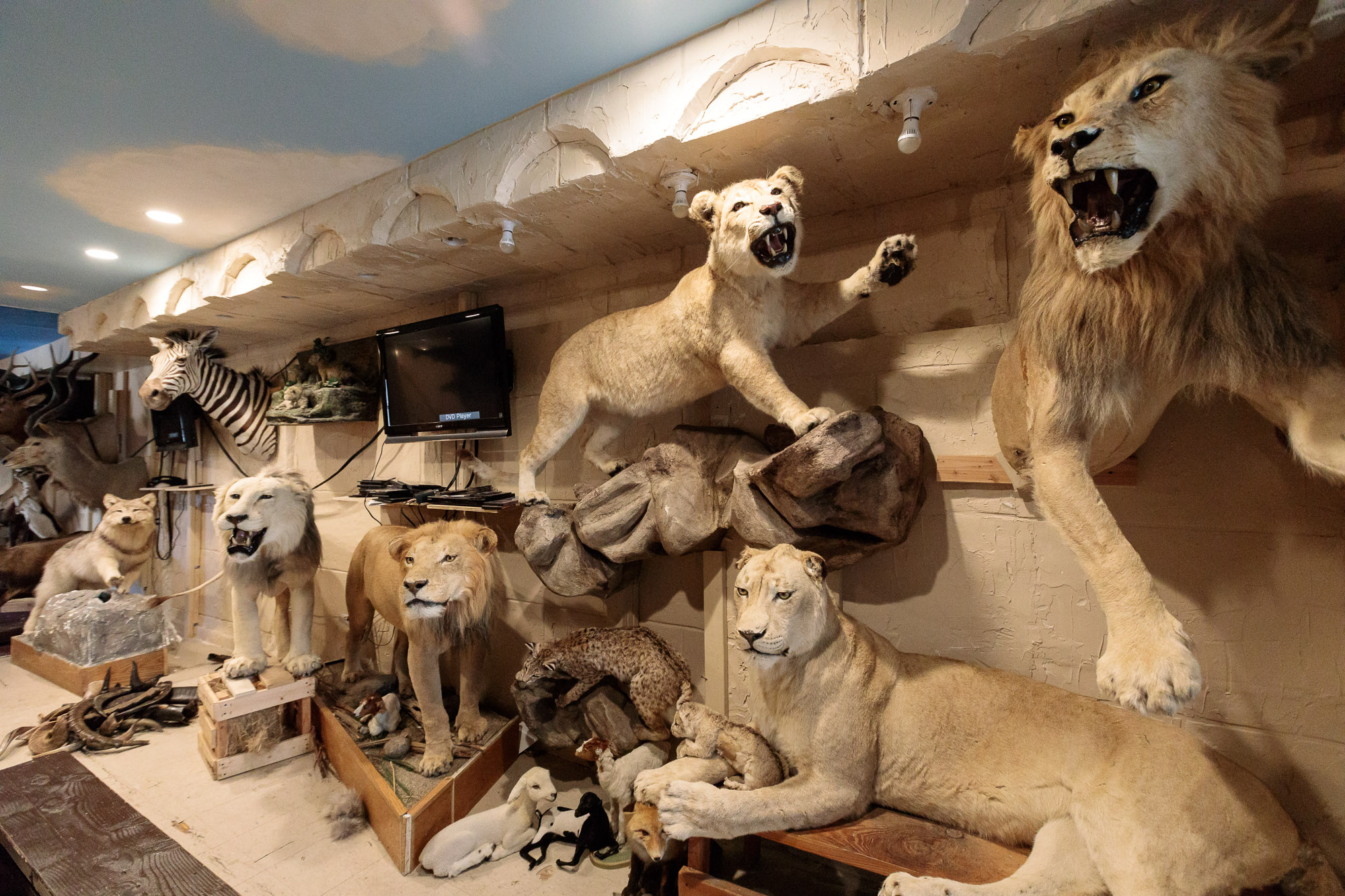 Taxidermy Museum
