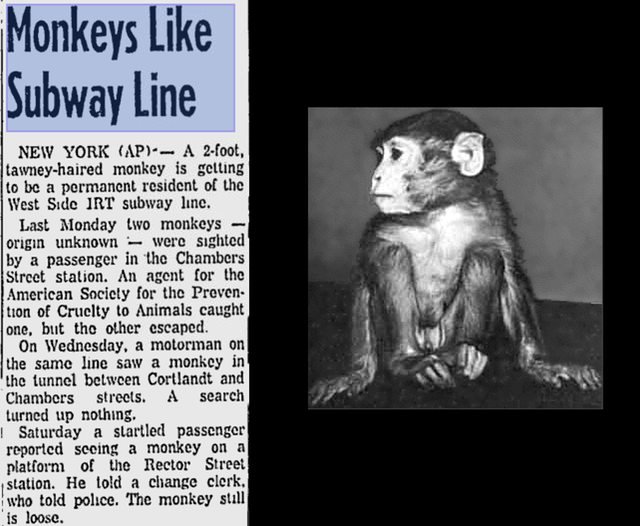 That Time Monkeys Took The Subway | Gothamist