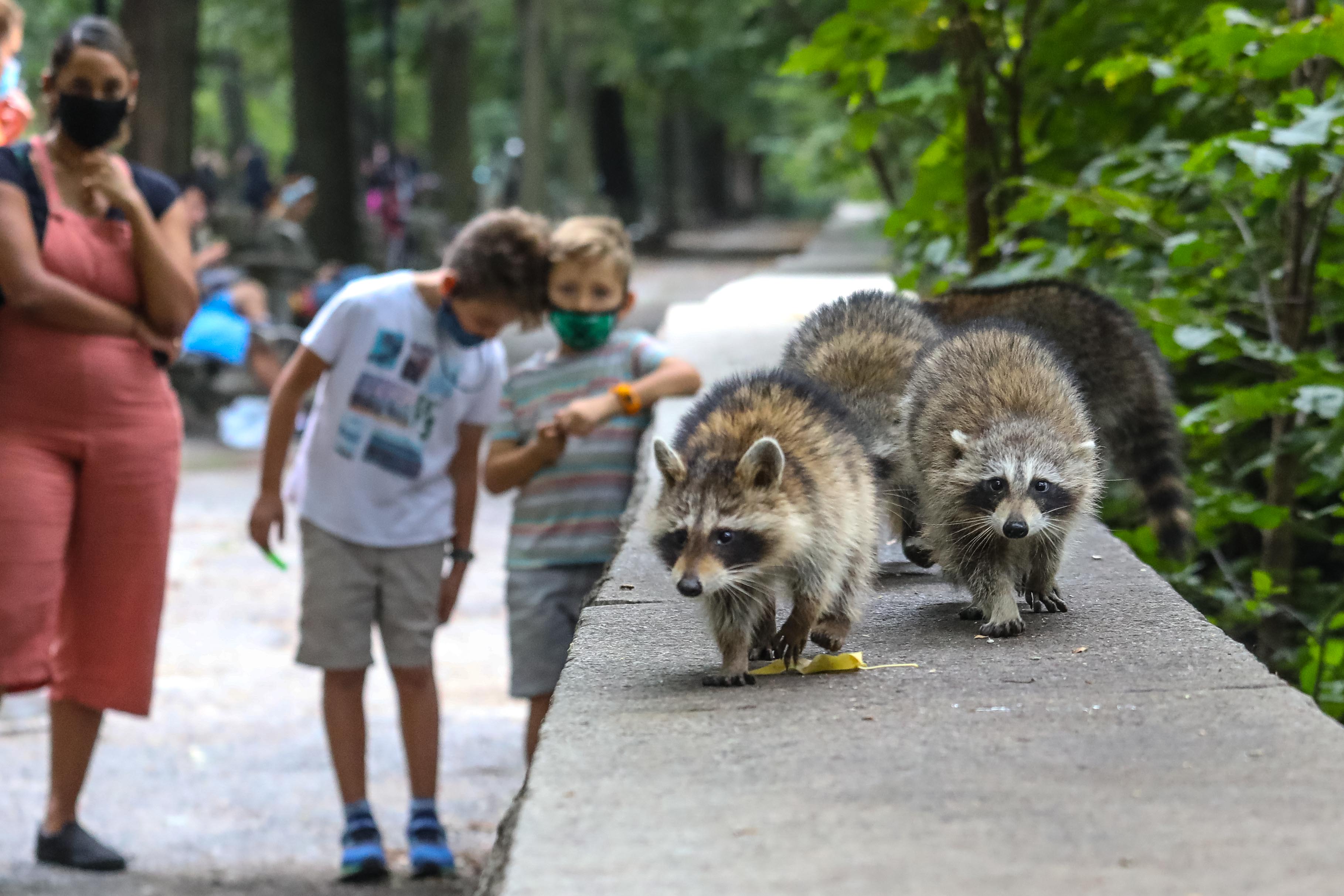 The Raccoon Show Photos - Gothamist