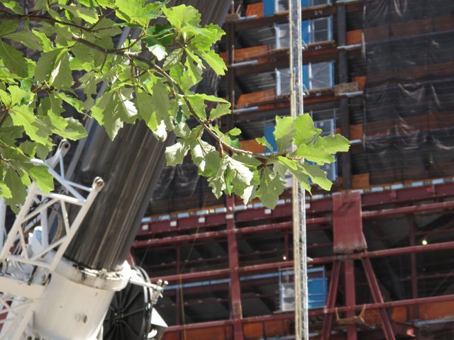 Nature Takes A Stand at World Trade Center Site - Gothamist