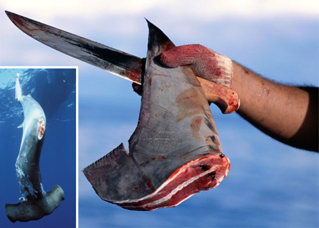 Shark Attack Survivors Debbie Salamone